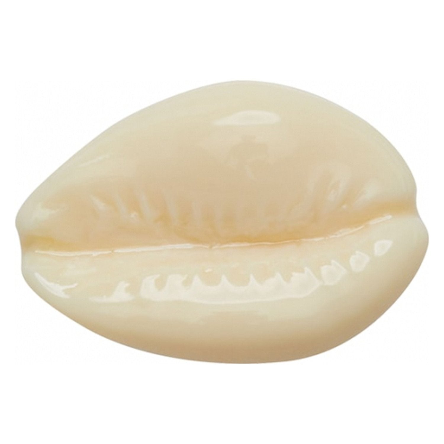 Puka Shell Jibbitz – Crocs South Africa